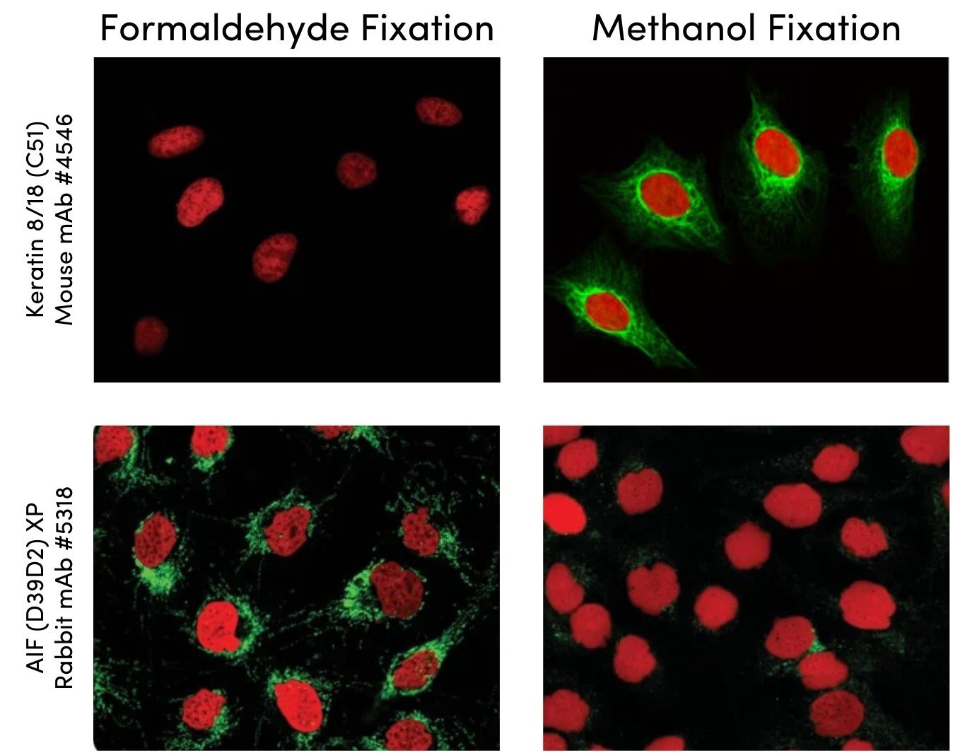 Successful Immunofluorescence: Fixation & Permeabilization | CST Blog